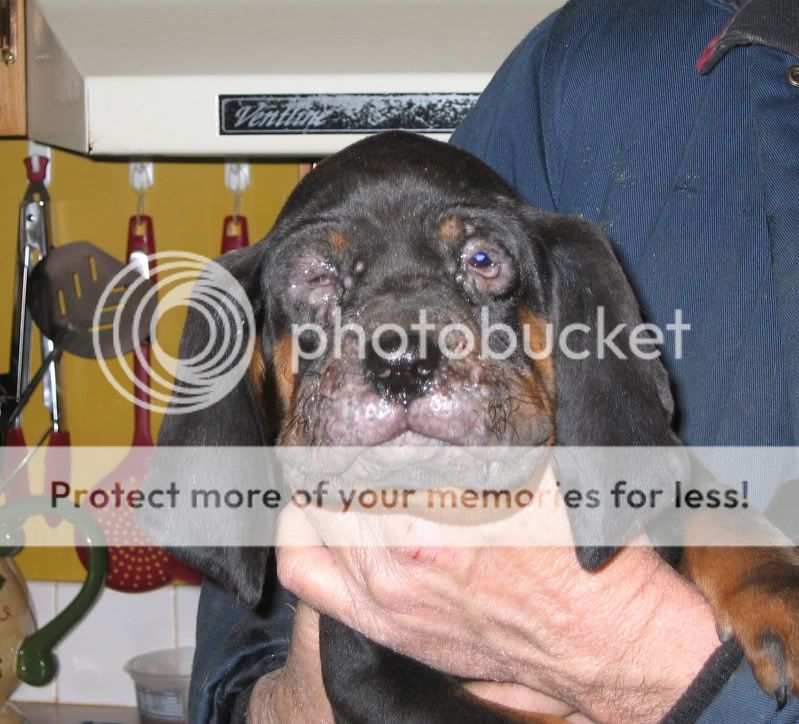 UKC Forums - Pupppy Strangels?