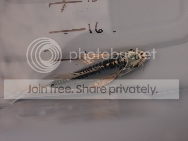 Kin Matsuba Longfin