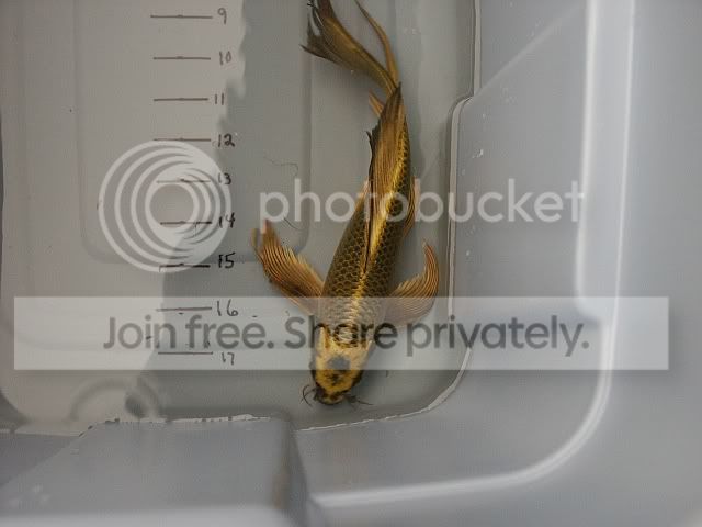 Kin Matsuba Longfin